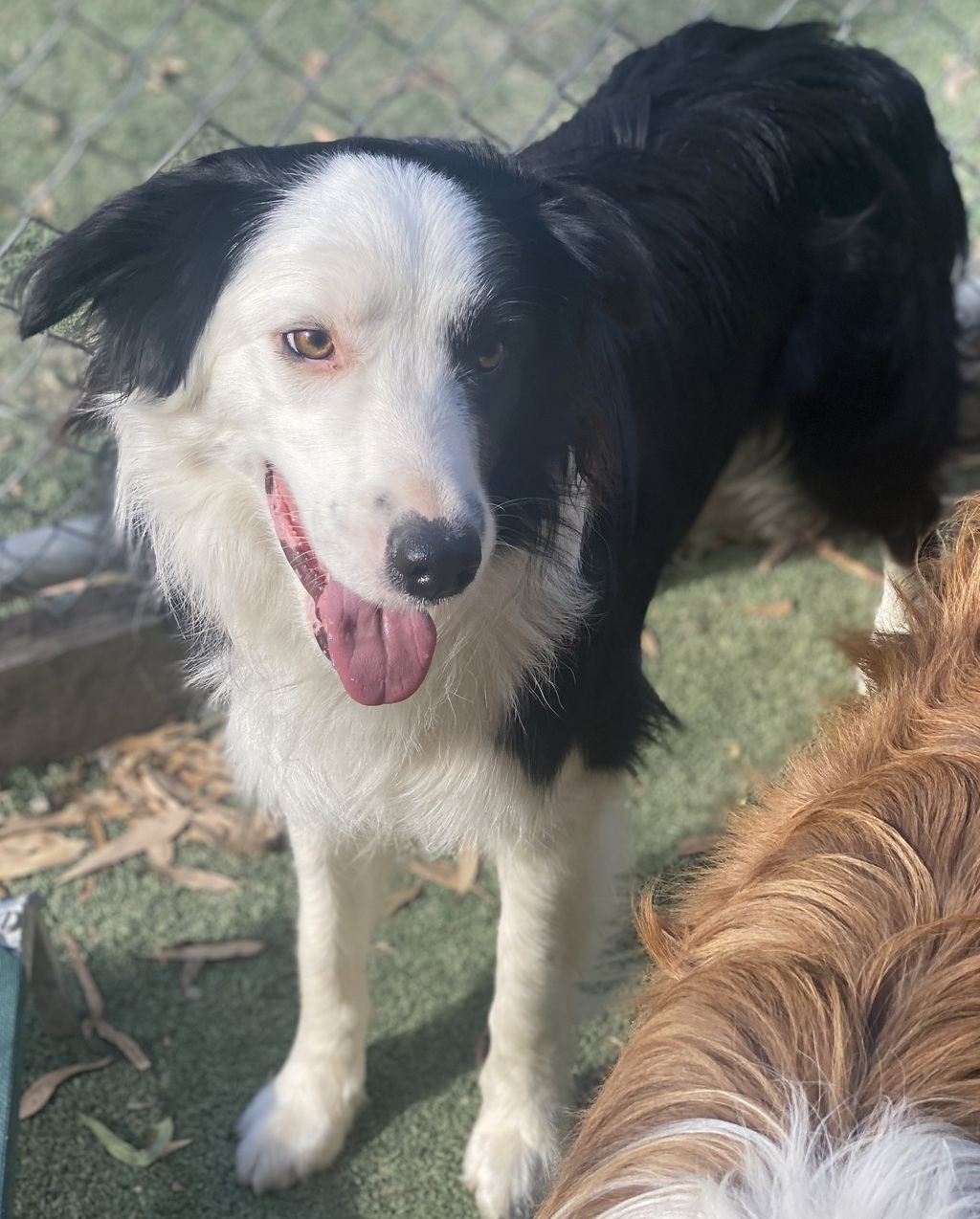 Baxter - Medium Male Border Collie Mix Dog in VIC - PetRescue