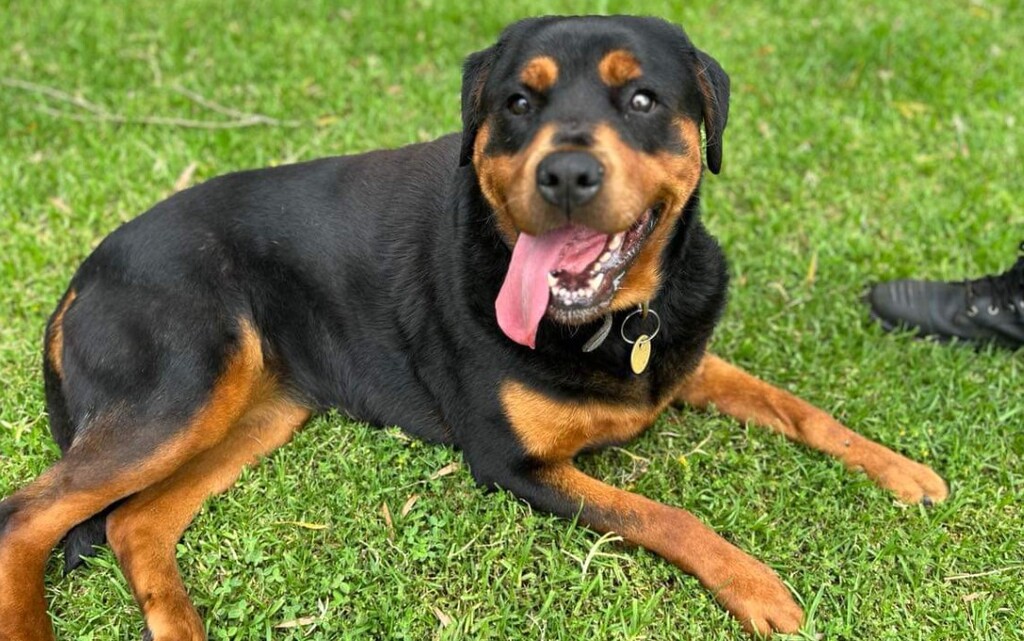 Rosie - Large Female Rottweiler Mix Dog in VIC - PetRescue