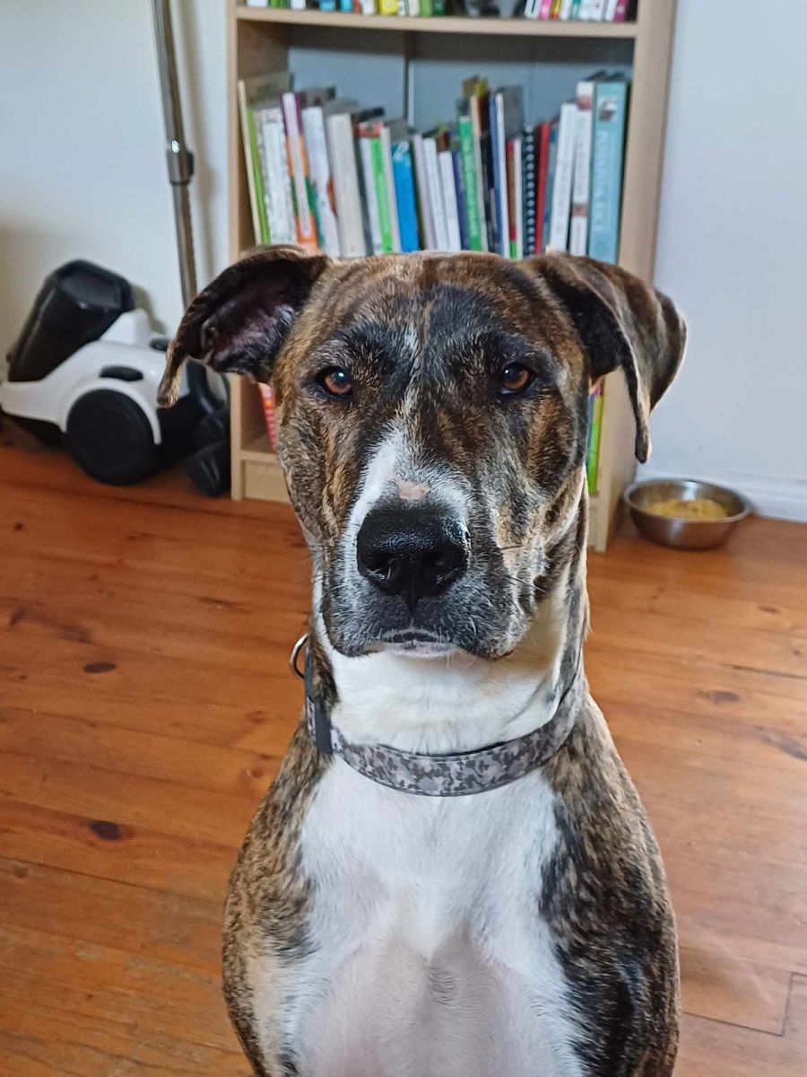 Sasha - Large Female Mixed Breed Mix Dog in VIC - PetRescue
