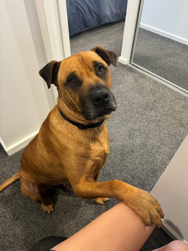 Hunter - Large Male Mastiff x Ridgeback Mix Dog in VIC - PetRescue