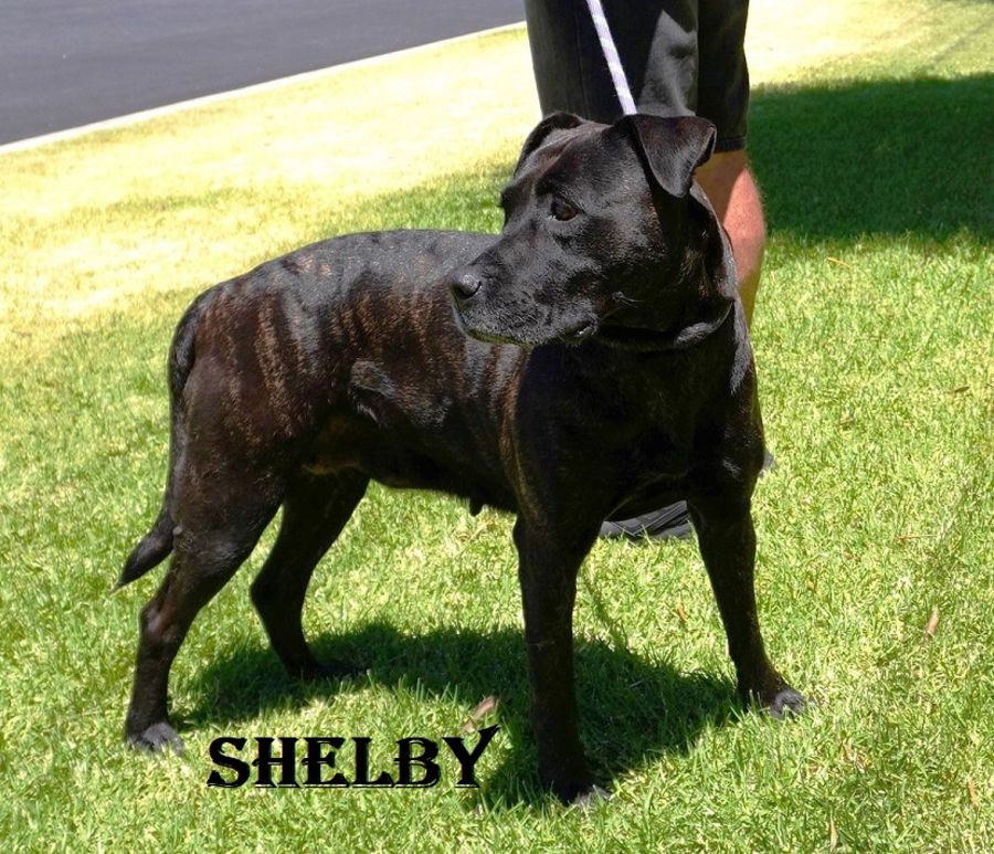 Shelby - Medium Female Staffy Mix Dog in WA - PetRescue