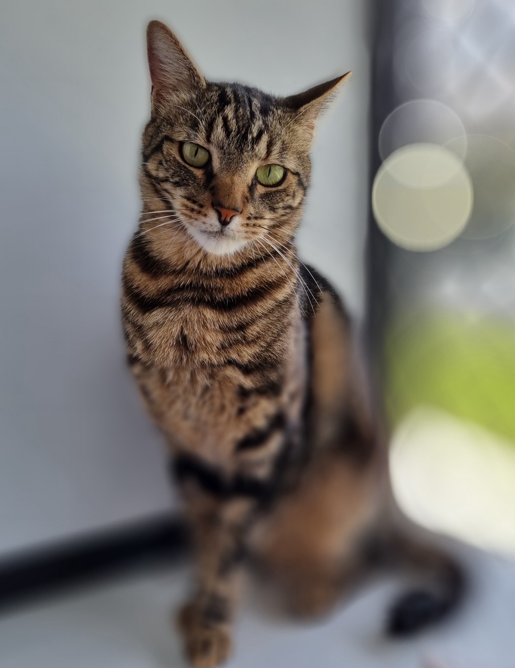 Claus - Male Domestic Short Hair Mix Cat in QLD - PetRescue