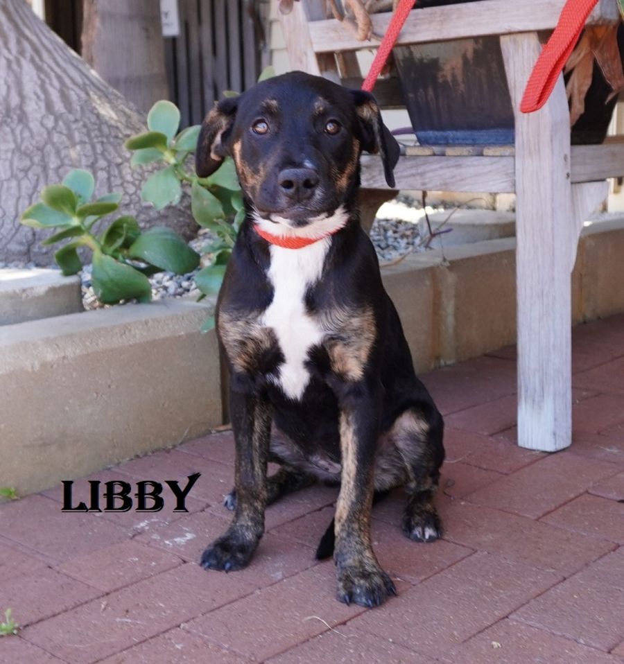 Libby - Medium Female Cross breed Dog in WA - PetRescue