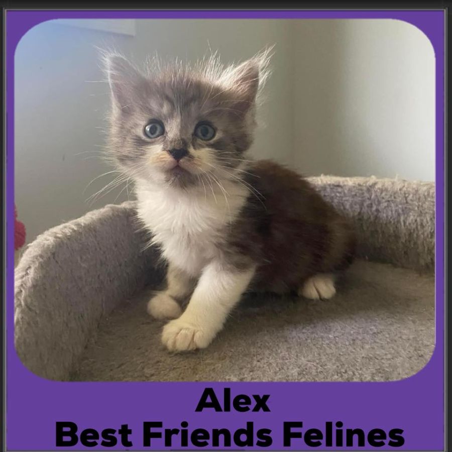 Alex - Male Manx Cat in QLD - PetRescue