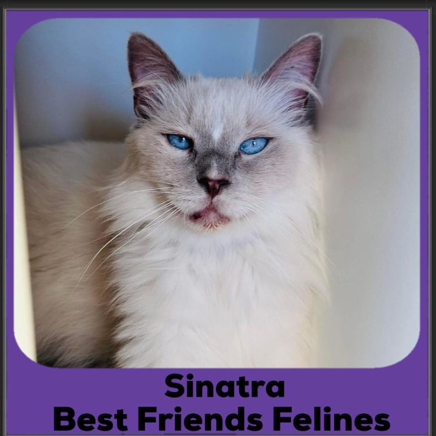 Sinatra - Male Ragdoll Cat in QLD - PetRescue