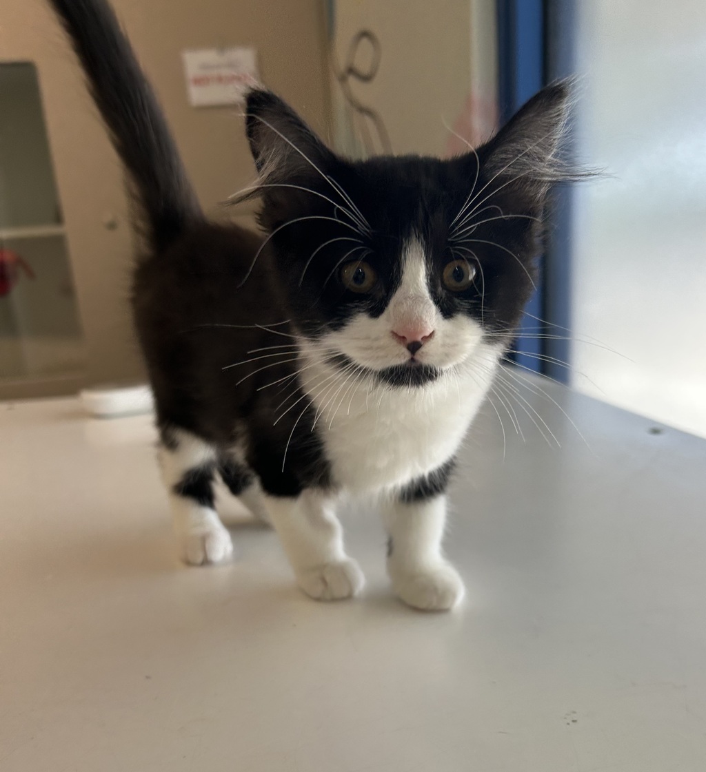 Carrion - Female Dsh Mix Cat in WA - PetRescue