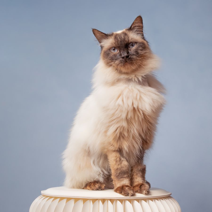 Freddie - Male Ragdoll Cat in VIC - PetRescue
