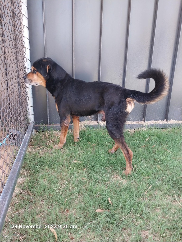 Chopper - Large Male Rottweiler x Mixed Breed Mix Dog in WA - PetRescue