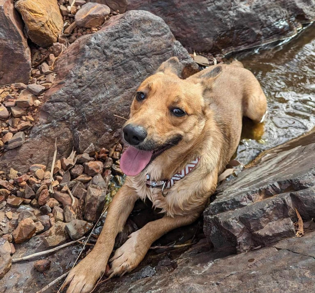 Hakuna - Small Male Mixed Breed Mix Dog in WA - PetRescue