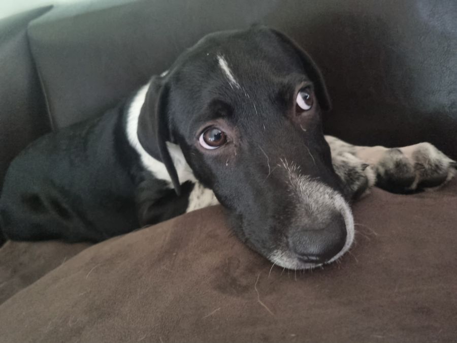 Sonny - Medium Male German Shorthaired Pointer Mix Dog in VIC - PetRescue