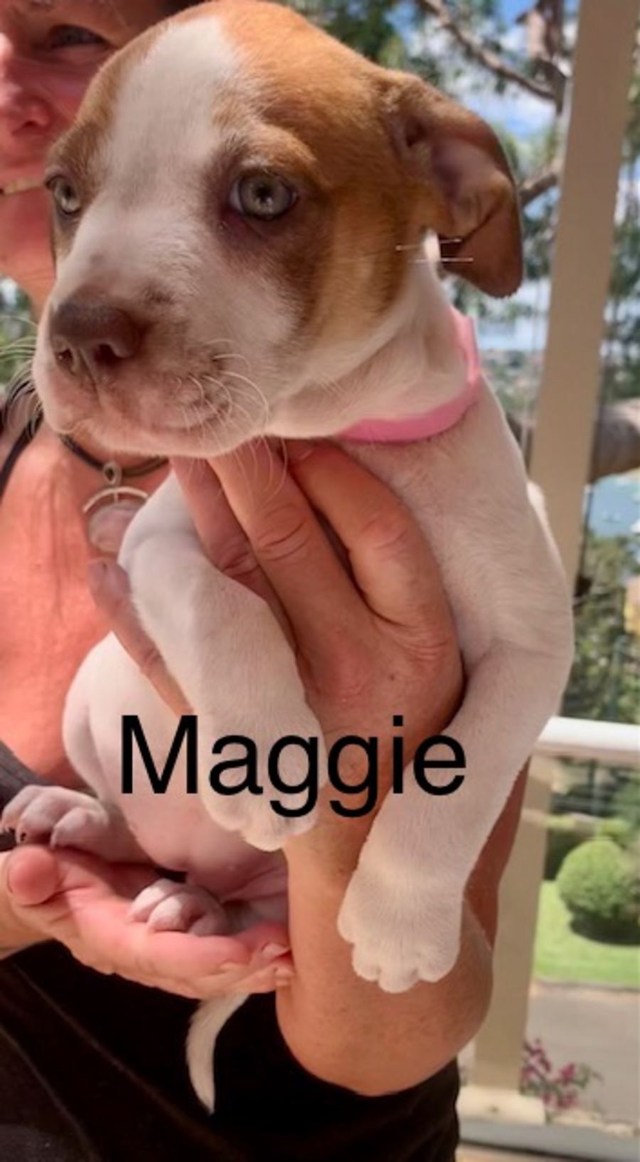 Maggie - Medium Female Staffy Mix Dog in NSW - PetRescue