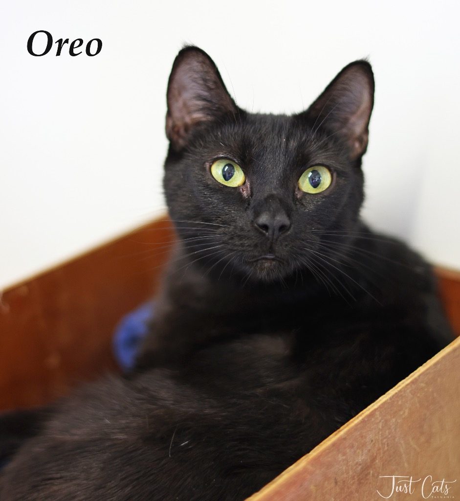 Oreo - Female Domestic Short Hair Cat in TAS - PetRescue