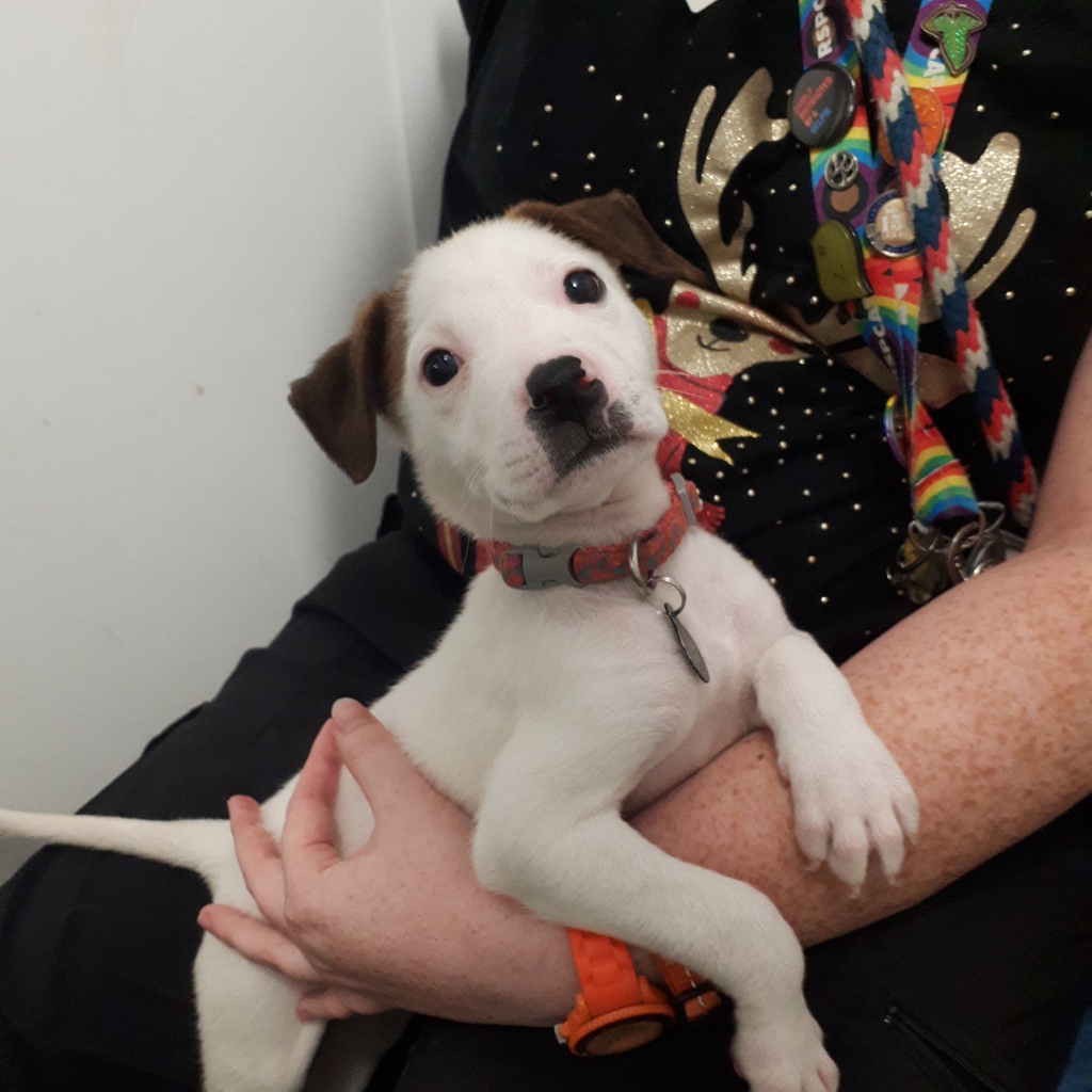 Tilly - Small Female German Shorthaired Pointer x Poodle Standard Mix ...