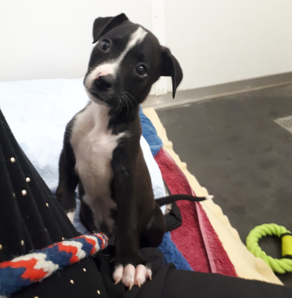 Holly - Small Female German Shorthaired Pointer x Poodle Standard Mix ...