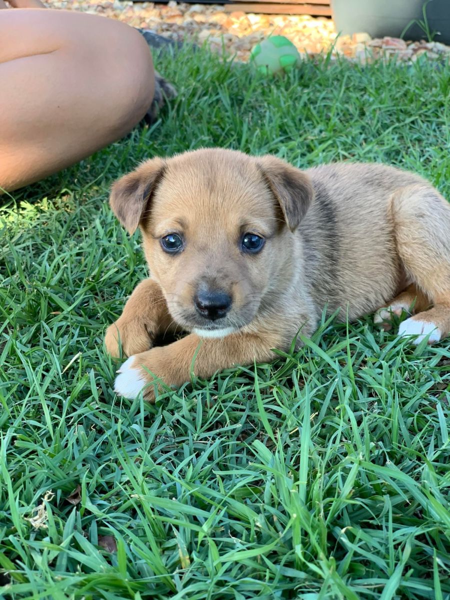 Rosa - Medium Female Border Collie Mix Dog in QLD - PetRescue