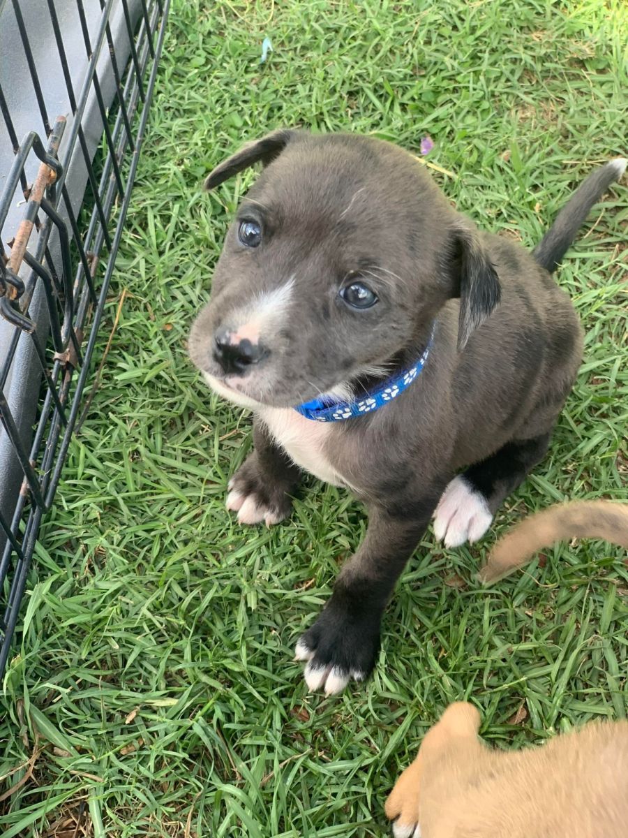 Rocco - Medium Male Border Collie Mix Dog in QLD - PetRescue