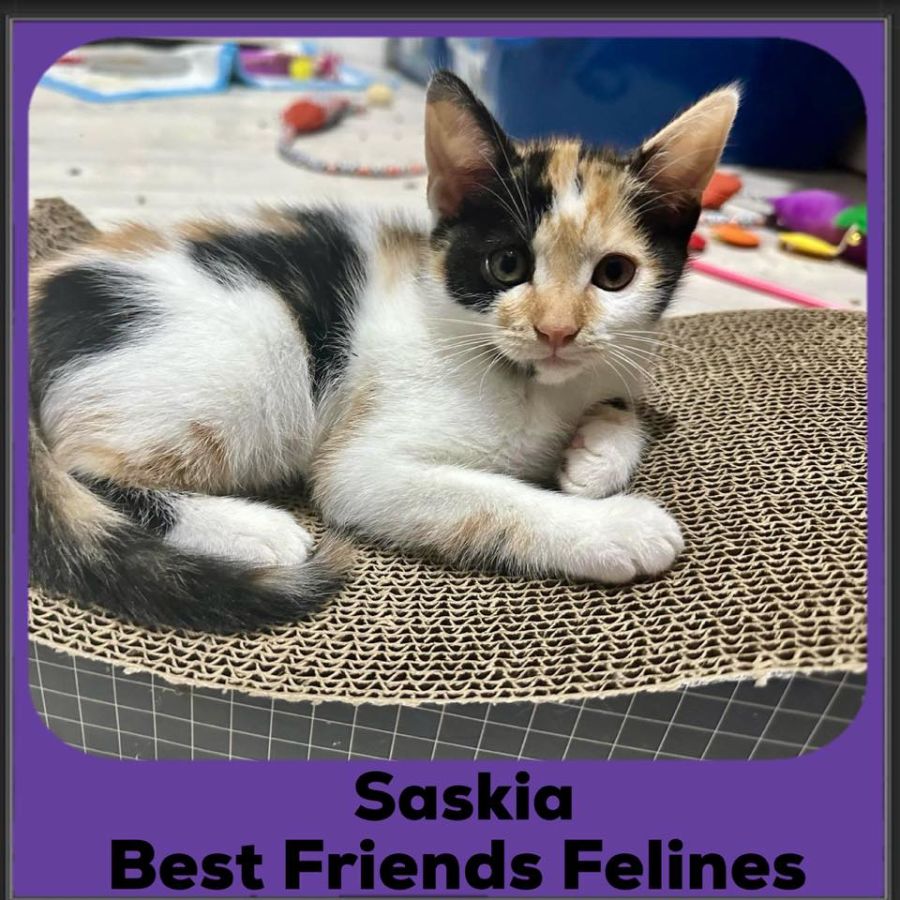 Saskia - Female Domestic Short Hair Cat in QLD - PetRescue
