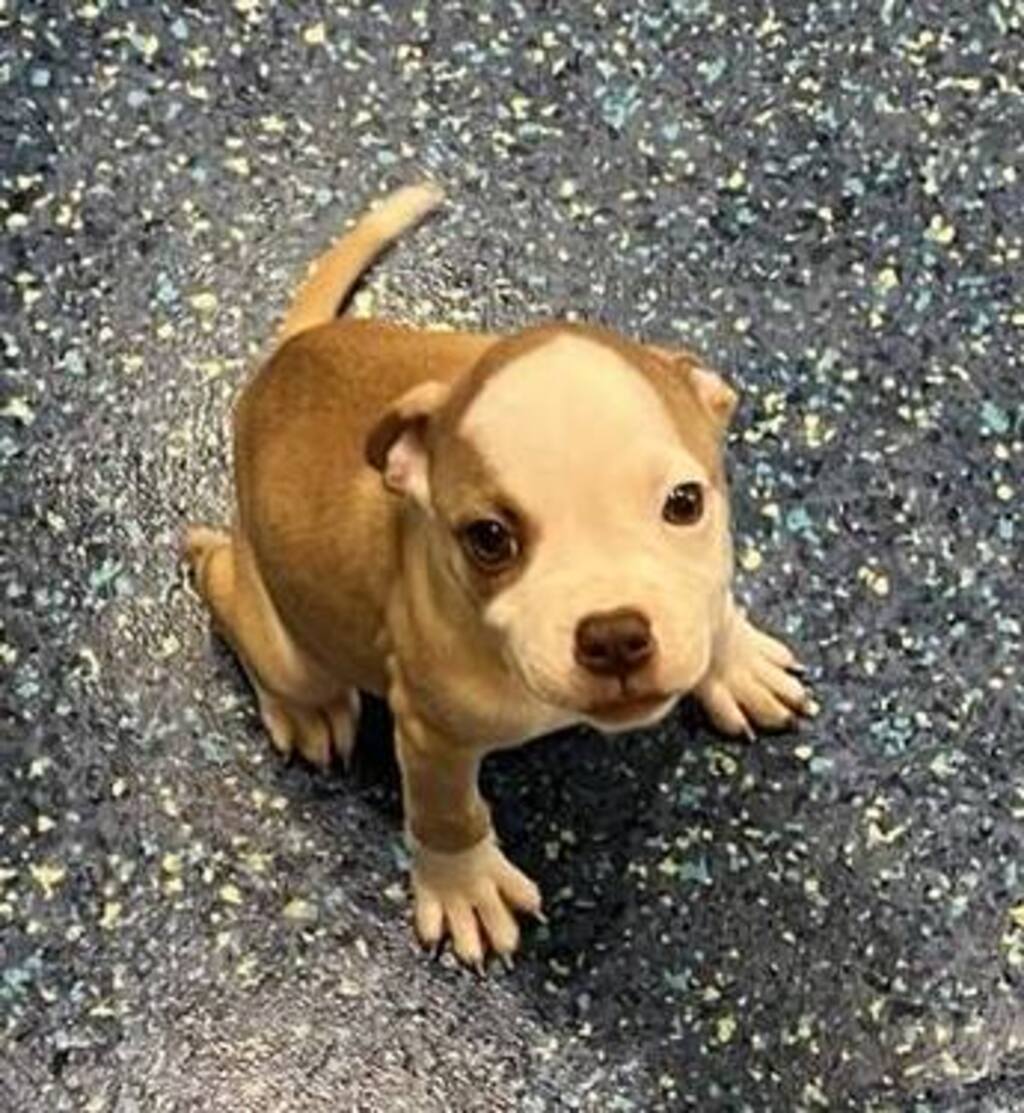 Olga - Small Female American Staffordshire Bull Terrier Mix Dog in QLD ...