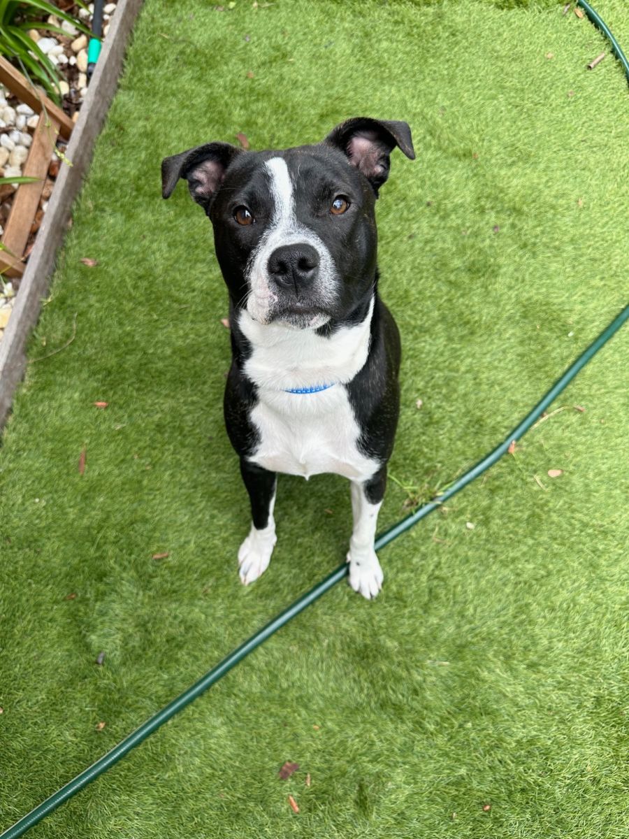 Wisconsin - Medium Male Border Collie x Staffy Mix Dog in VIC - PetRescue