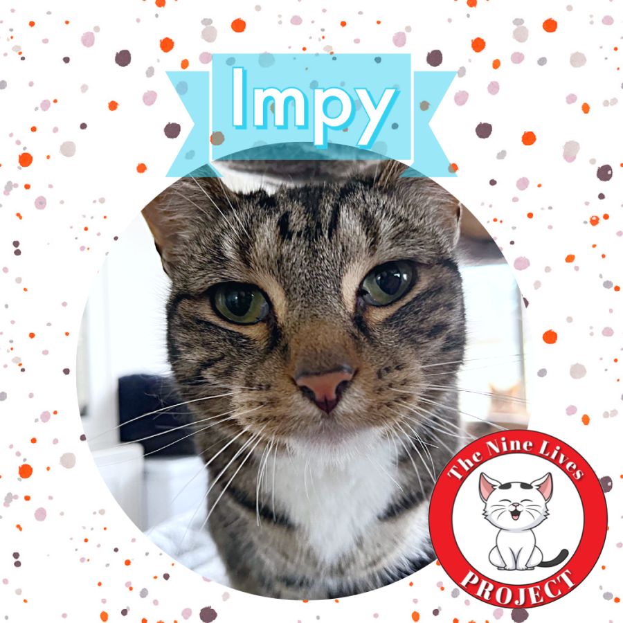 Impy *9 Lives Project Rescue* - Female Domestic Short Hair Cat in VIC - PetRescue