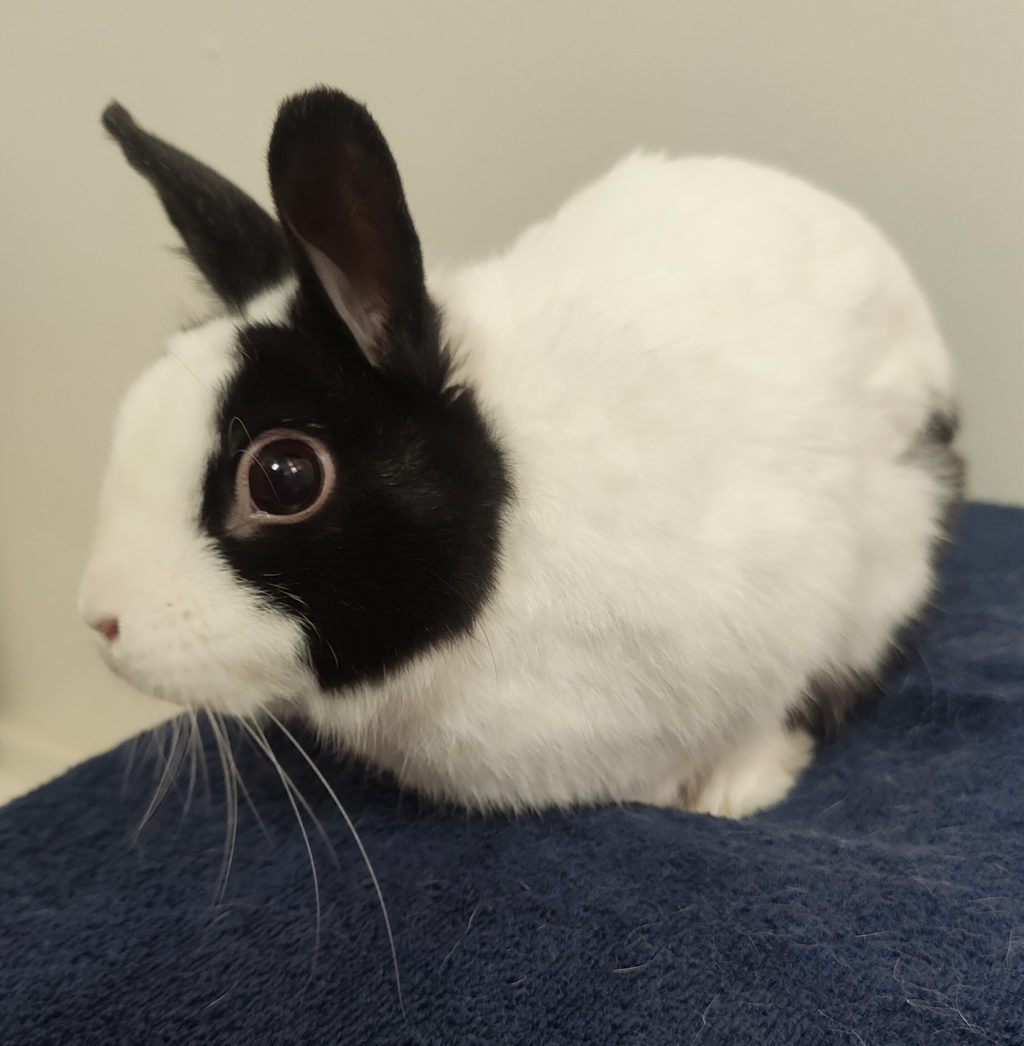 Fox - Male Dwarf Mix Rabbit in NSW - PetRescue