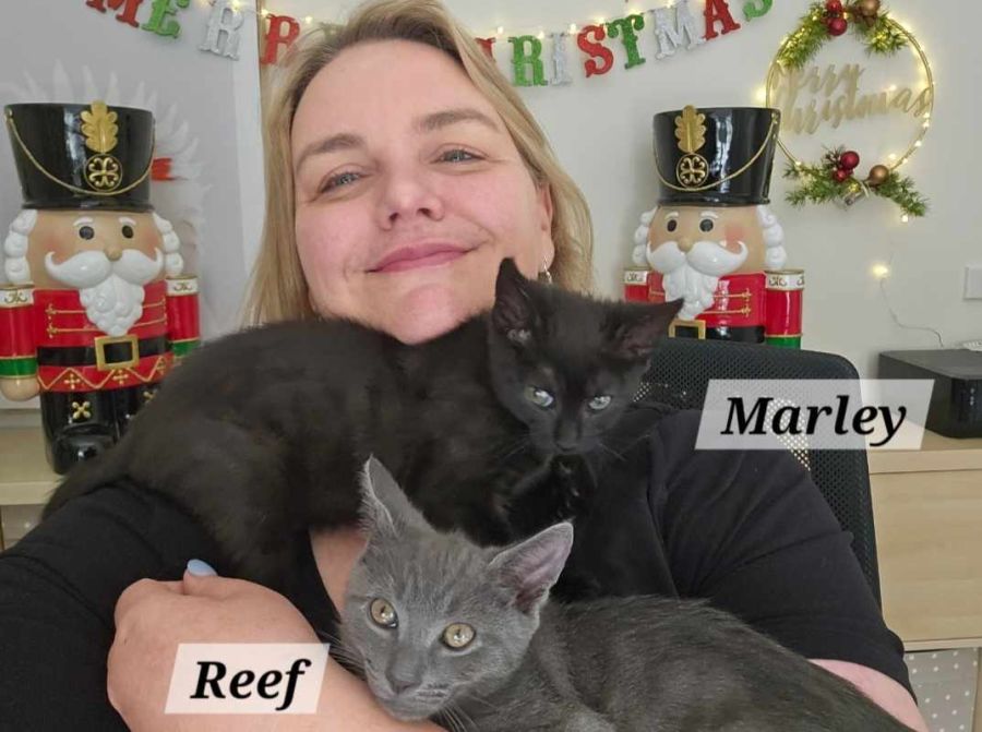 Marley - Female Domestic Short Hair Cat in VIC - PetRescue