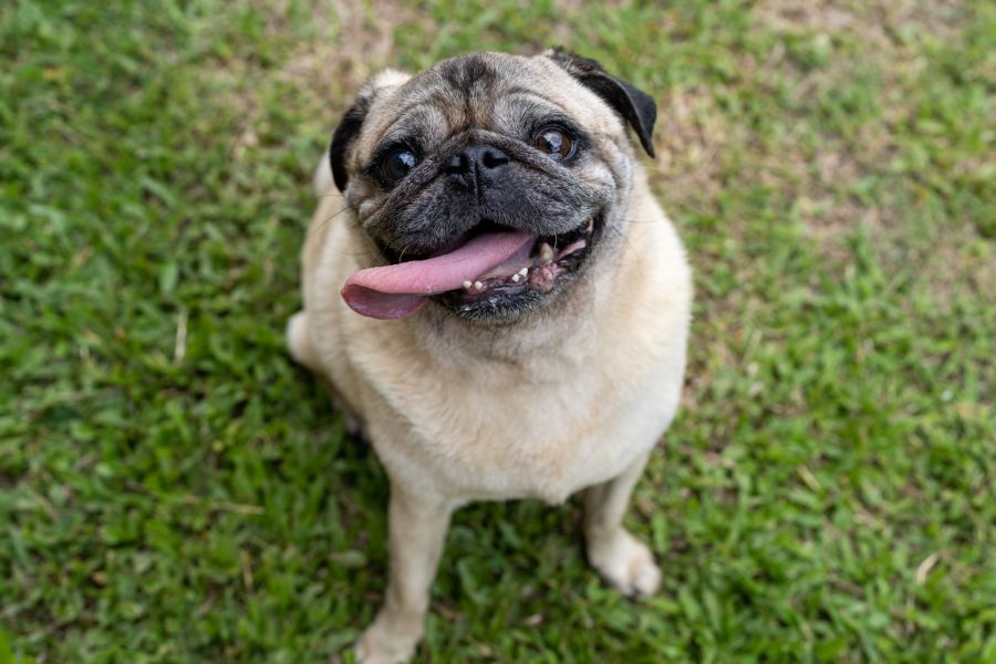 Ernie - Small Male Pug Dog in QLD - PetRescue