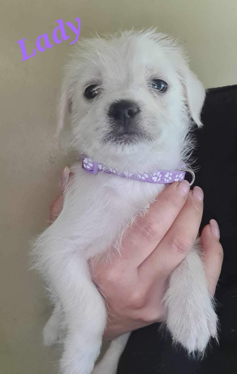 Lady - Small Female French Bulldog x Maltese Dog in NSW - PetRescue