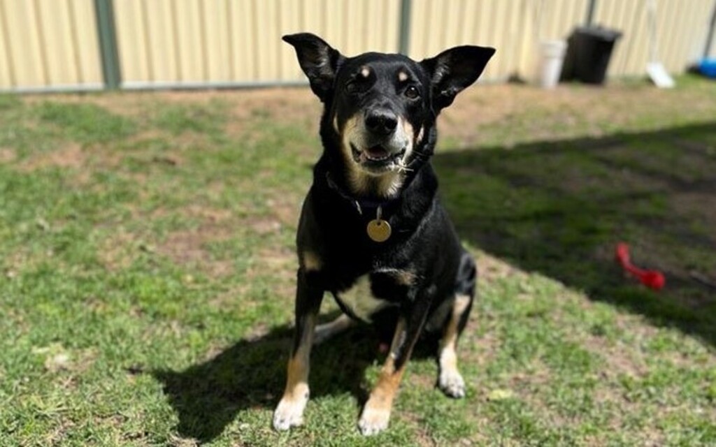 Kaya - Medium Male Kelpie Mix Dog in VIC - PetRescue