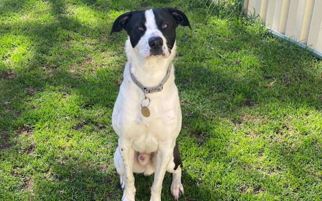 Benji - Large Male Kelpie x Rhodesian Ridgeback Mix Dog in VIC - PetRescue
