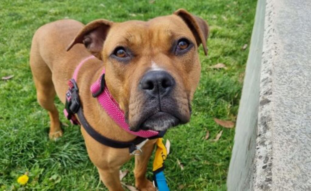 Barbie - Medium Female American Bulldog x American Staffy Mix Dog in ...