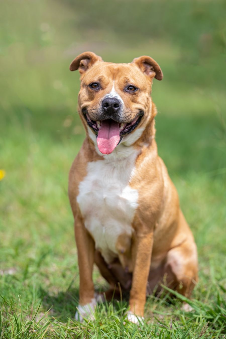 Nala - Medium Female Staffy Mix Dog in NSW - PetRescue