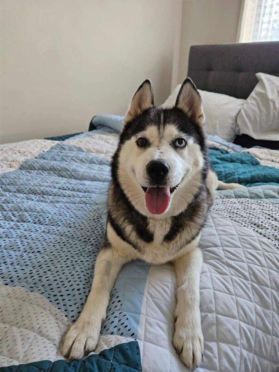 Willow - Large Female Siberian Husky Dog in VIC - PetRescue