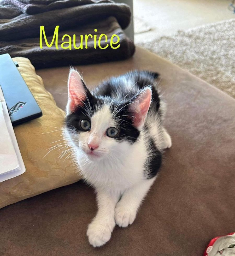 Maurice - Male Domestic Short Hair Cat in NSW - PetRescue
