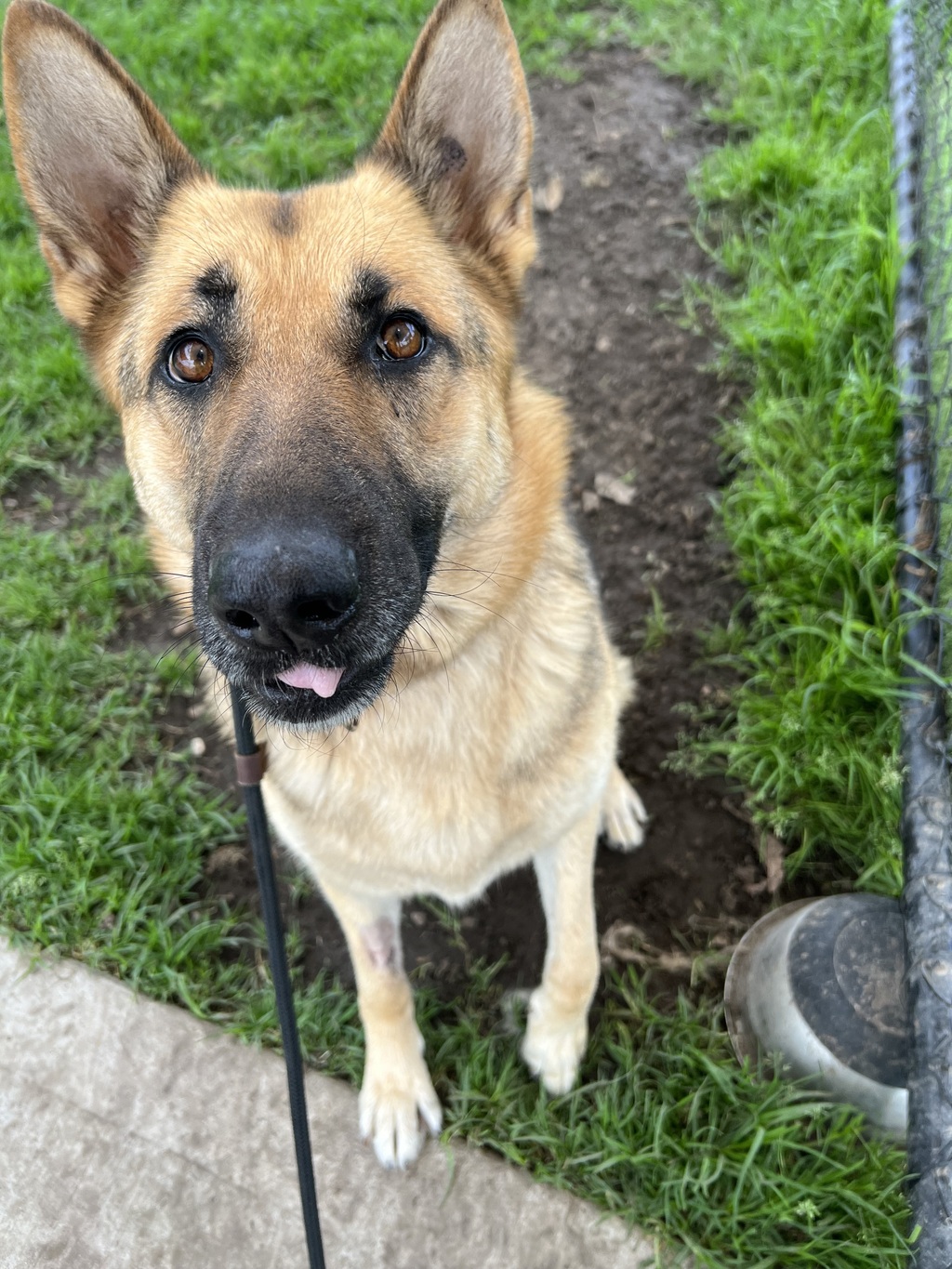 Storm - Large Female German Shepherd Mix Dog in VIC - PetRescue