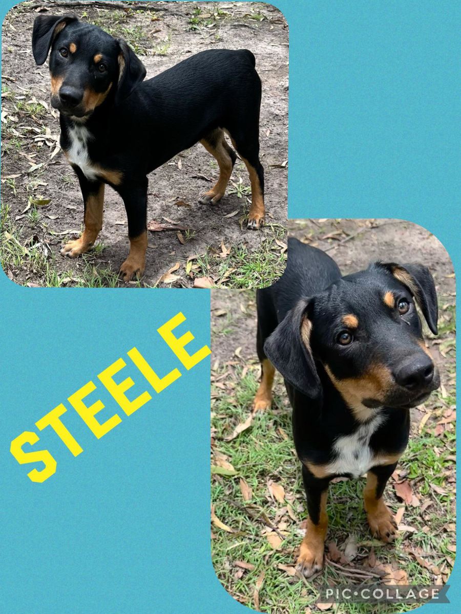 Steele - Medium Male Kelpie Mix Dog in QLD - PetRescue