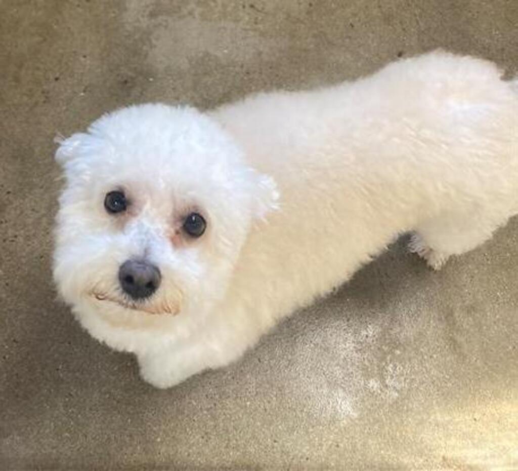 Rosie - Small Female Bichon Frise x Poodle Toy Mix Dog in VIC - PetRescue