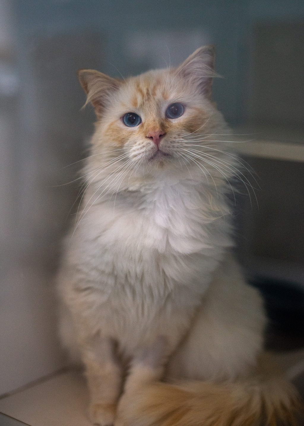 Earl - Male Ragdoll Mix Cat in NSW - PetRescue