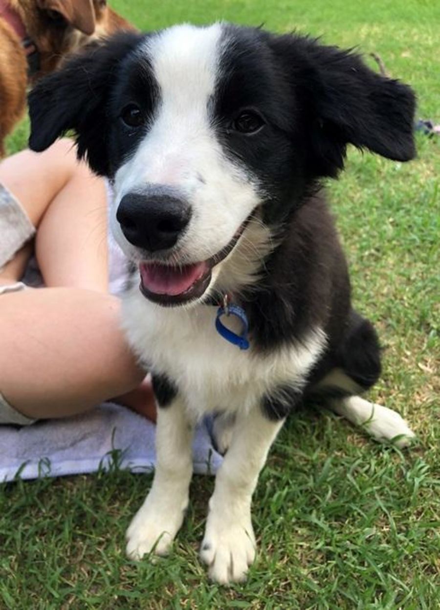 Bubbles - Medium Female Border Collie Dog in QLD - PetRescue