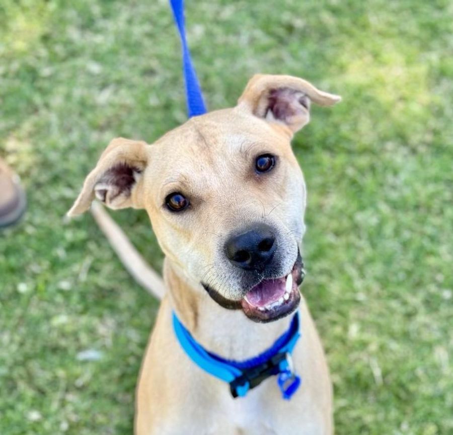 Caesar *$250 Adoption Fee* - Medium Male Staffy x Labrador Mix Dog in ...