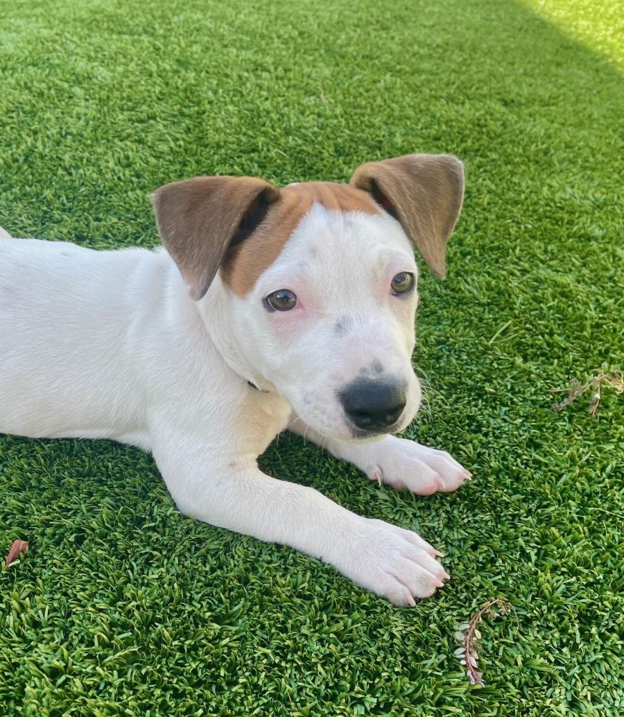 Dalby - Medium Male Jack Russell Terrier x Rhodesian Ridgeback Mix Dog ...
