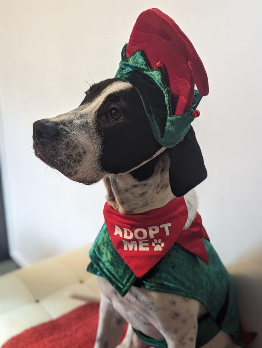 Dorothy *$250 Adoption Fee* - Large Female Bull Arab Mix Dog in QLD ...