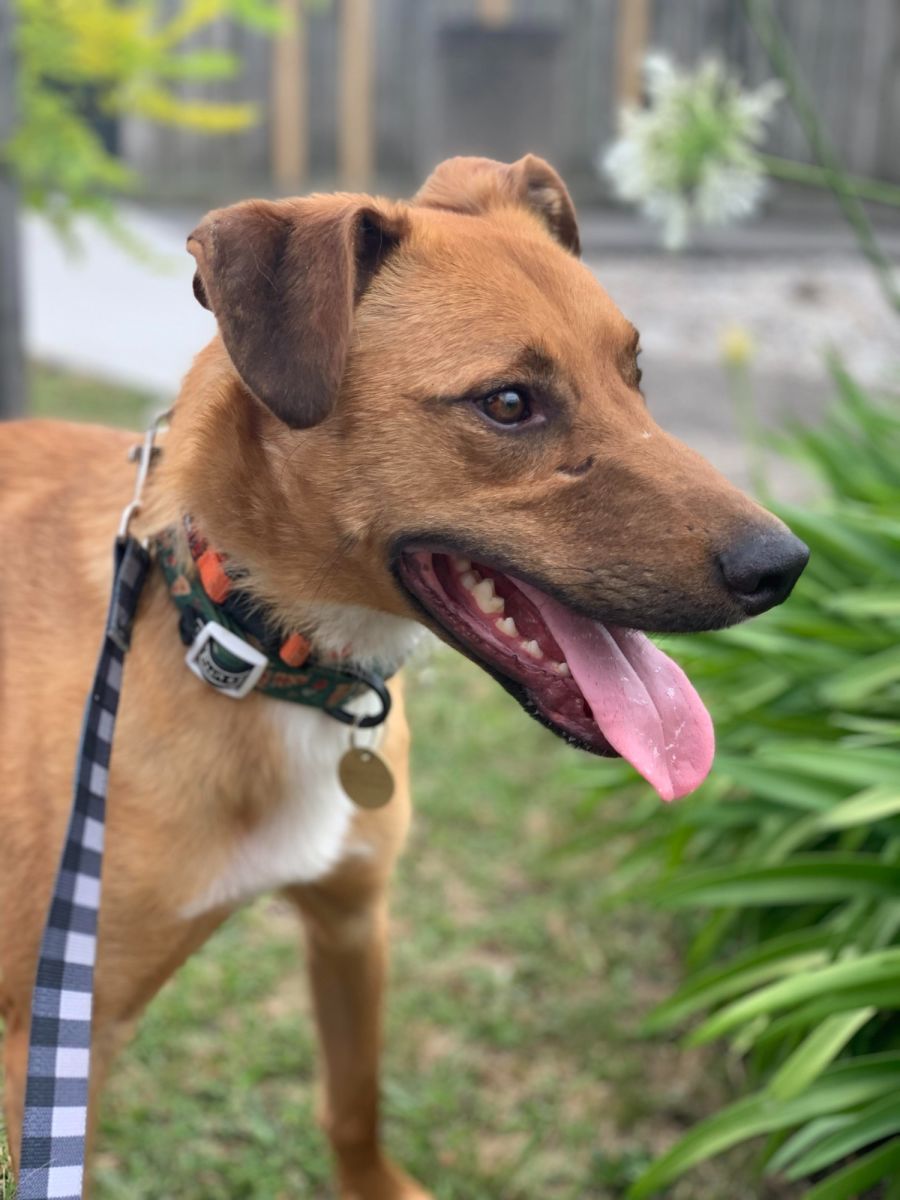 Kenz - Medium Male Staghound x Kelpie Mix Dog in VIC - PetRescue