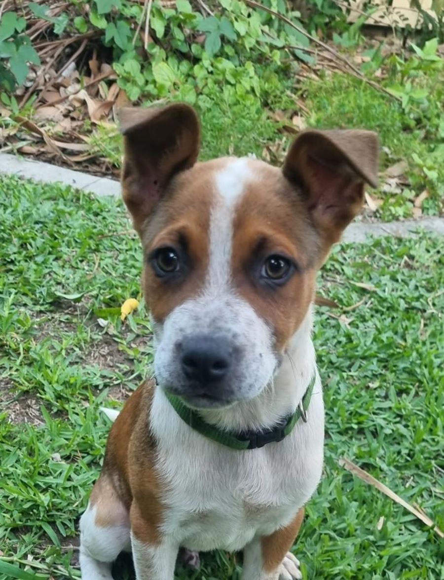 Lynx - Medium Male Staffy x Australian Cattle Dog Mix Dog in QLD ...