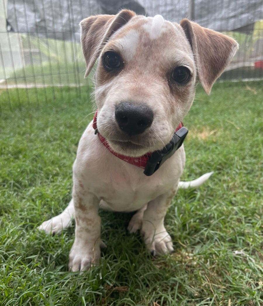 Mackay - Medium Male Rhodesian Ridgeback x Jack Russell Terrier Mix Dog ...