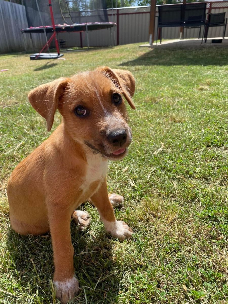 Trinity - Medium Female Rhodesian Ridgeback x Jack Russell Terrier Mix ...