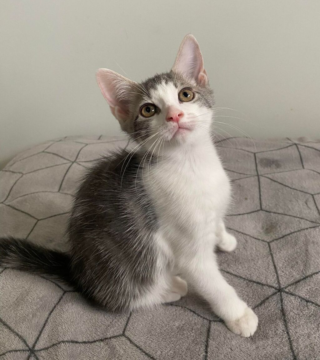 Daisy - Female Domestic Short Hair Mix Cat in QLD - PetRescue