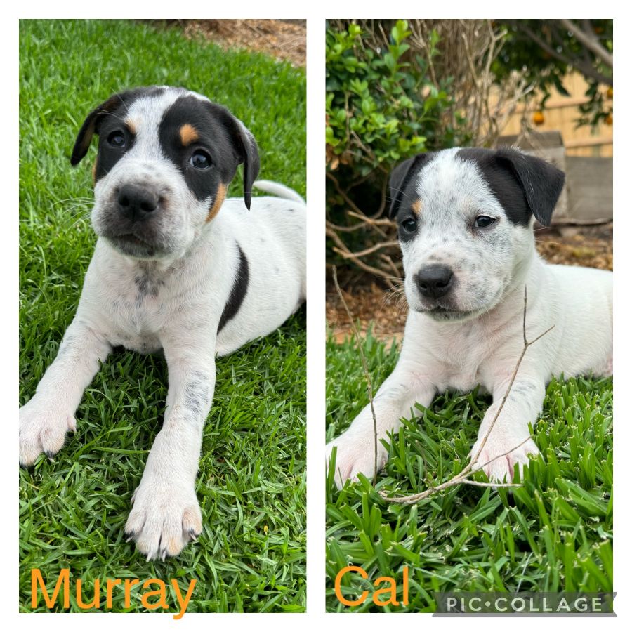 Cal & Murray - Medium Male Bull Arab x Staffy Dog in VIC - PetRescue