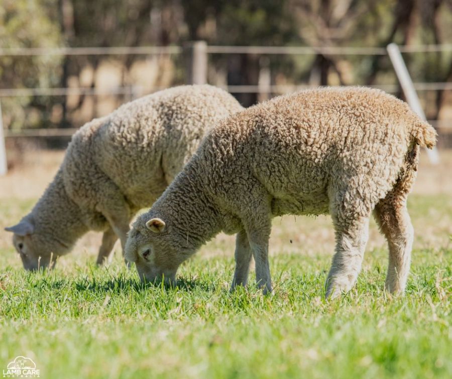 Lolly, Pop and Beatrix - Male Sheep in VIC - PetRescue