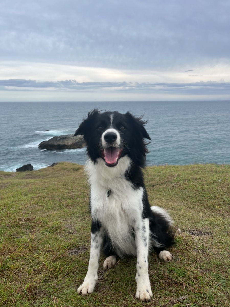 Walter - Medium Male Border Collie Dog in NSW - PetRescue